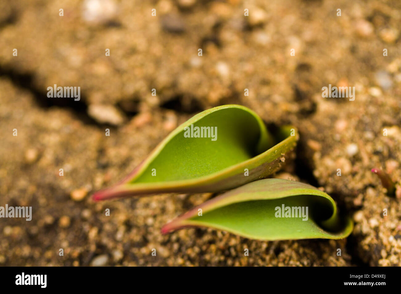 Shoots of tulips breaking Spring ground Stock Photo - Alamy