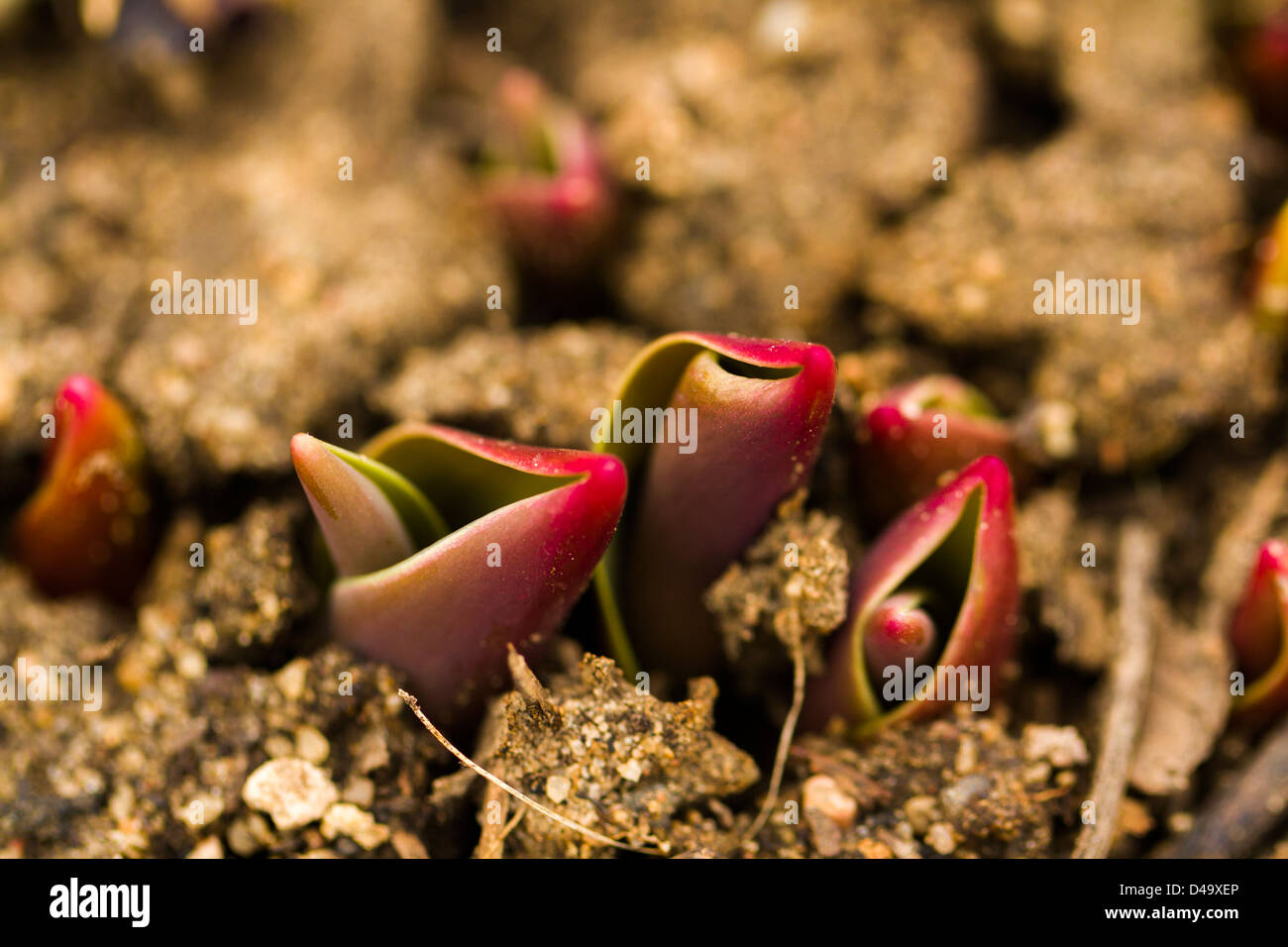 Shoots of tulips breaking Spring ground Stock Photo - Alamy