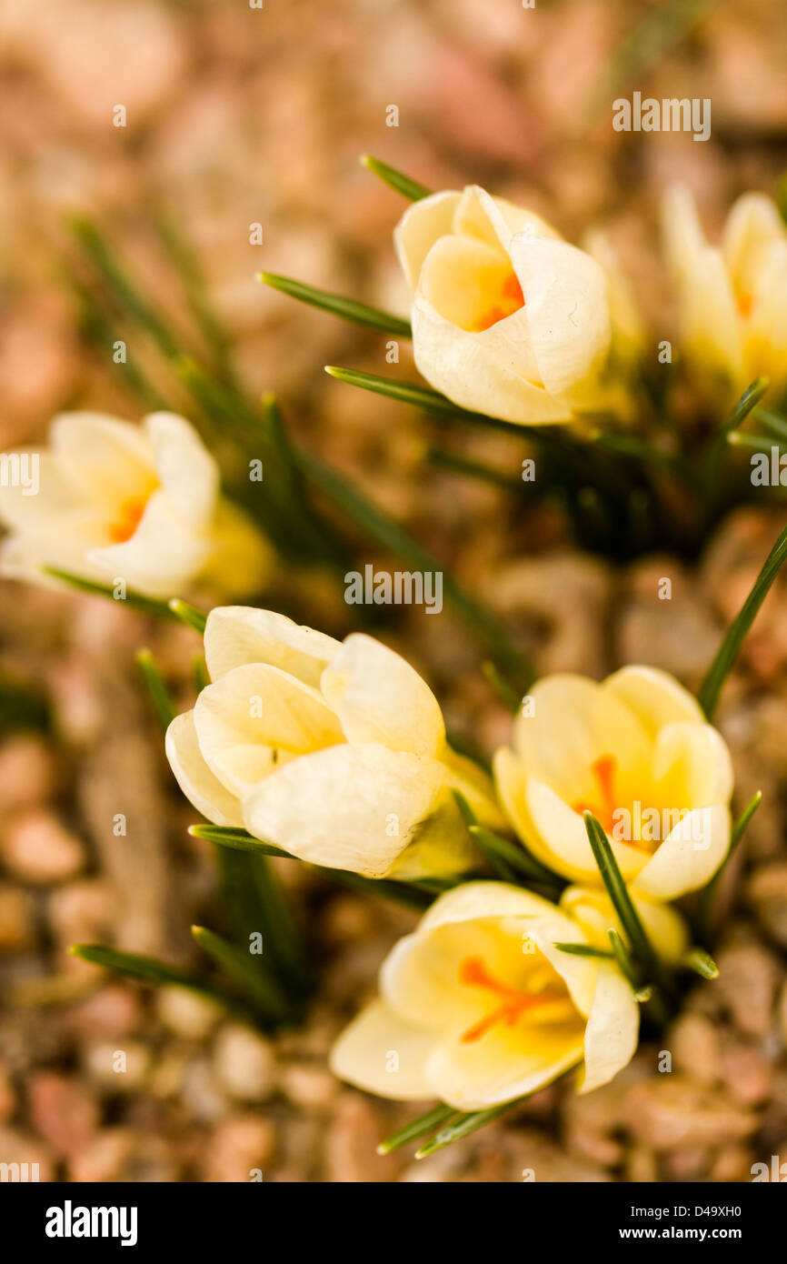 White crocus in spring garden Stock Photo - Alamy