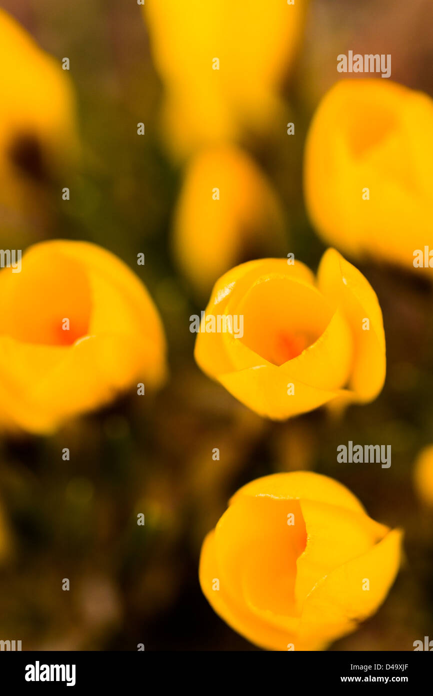 Yellow crocus in spring garden Stock Photo - Alamy