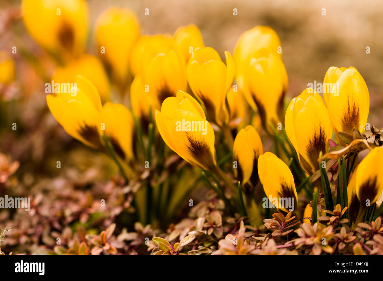 Yellow crocus in spring garden Stock Photo - Alamy