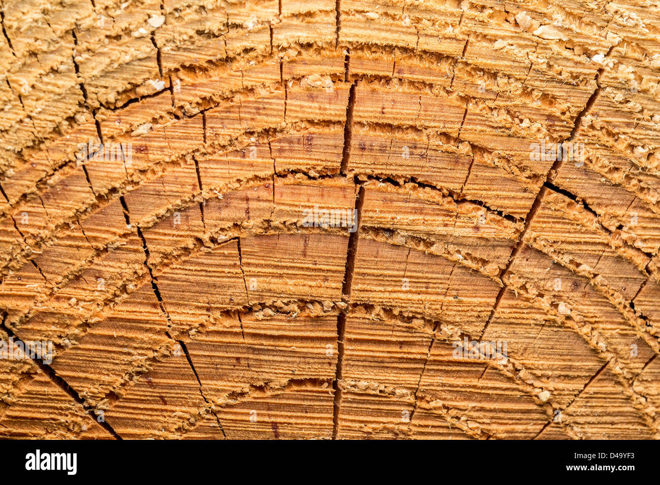 Timber concentric circles hi-res stock photography and images - Alamy