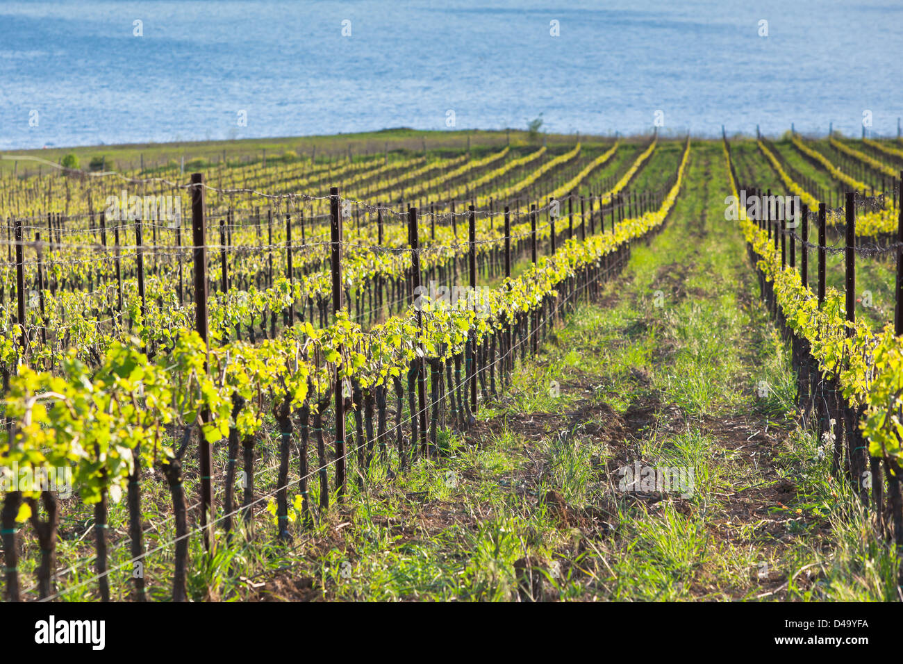 Vineyards in Italy at sunset. Horizontal shot Stock Photo - Alamy