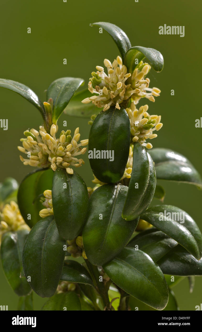 Common Box (Buxus sempervirens) in flower, early spring, close-up Stock ...