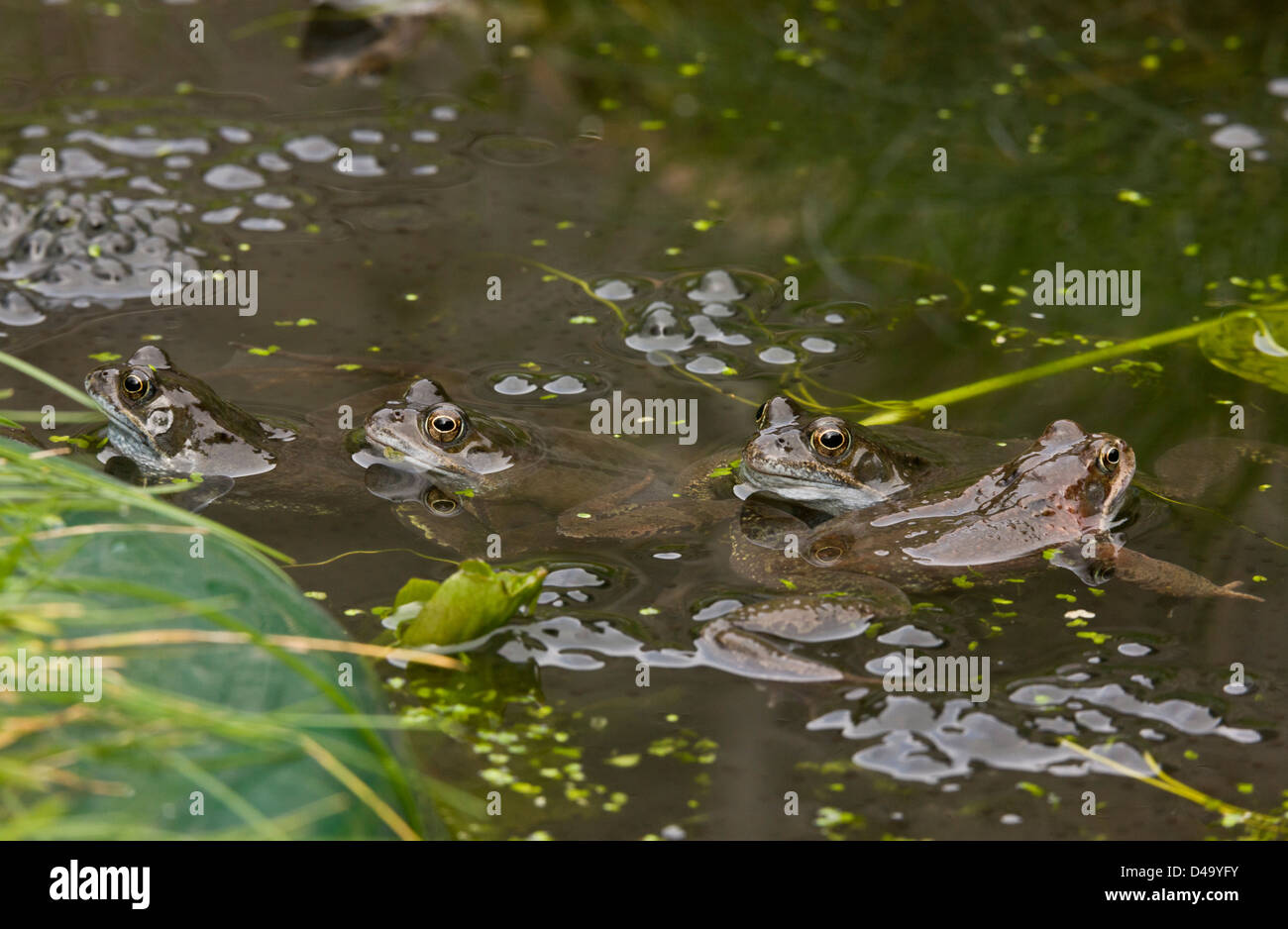 Mating frogs hi-res stock photography and images - Alamy