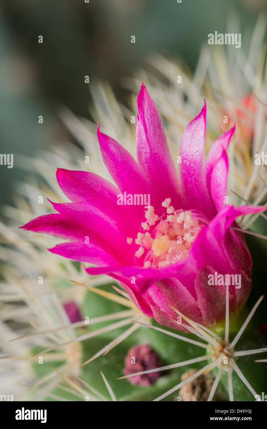 Pink spiked flower hi-res stock photography and images - Alamy
