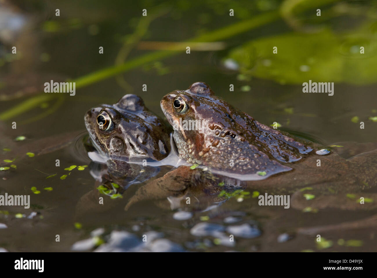 European common brown frog rana temporaria breeding the common frog hi ...