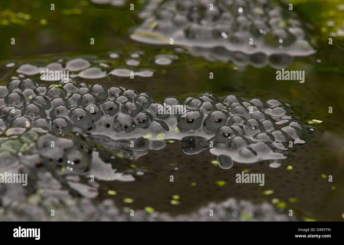 Spawn of European common brown frog (Rana temporaria) at breeding pond in the mating season ...