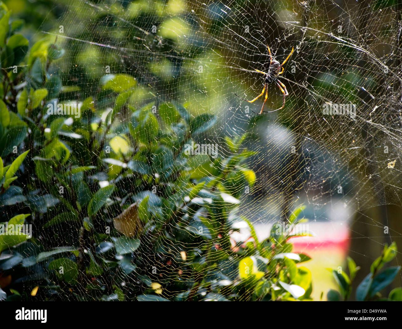 SPIDER ON WEB, CITY BOTANIC GARDENS, BRISBANE QUEENSLAND AUSTRALIA ...