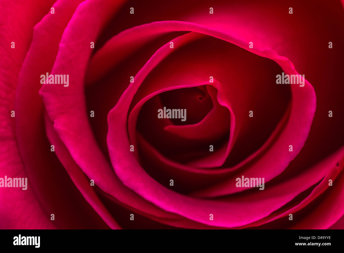 Smooth wild rose hi-res stock photography and images - Alamy