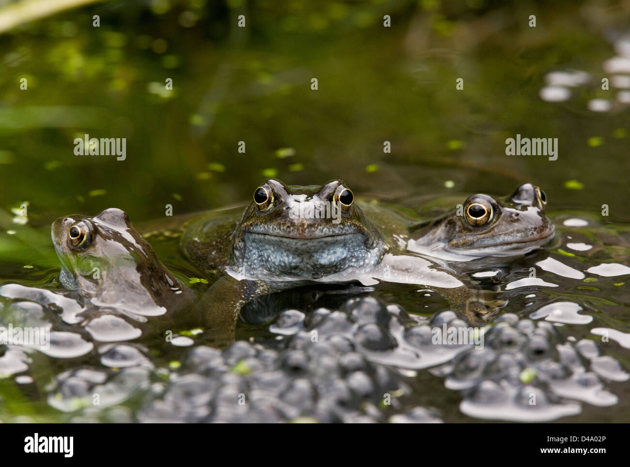Group common european frogs mating hi-res stock photography and images ...