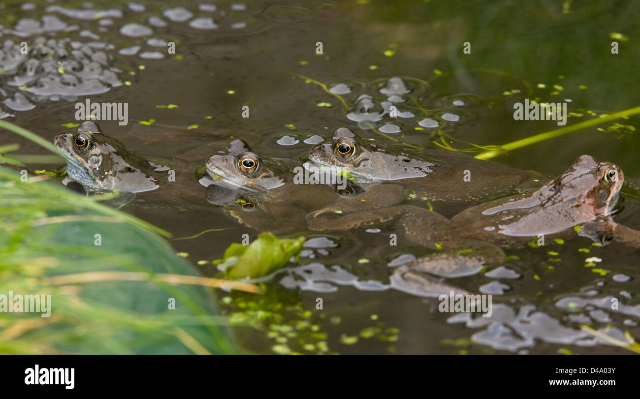 Group common european frogs mating hi-res stock photography and images ...