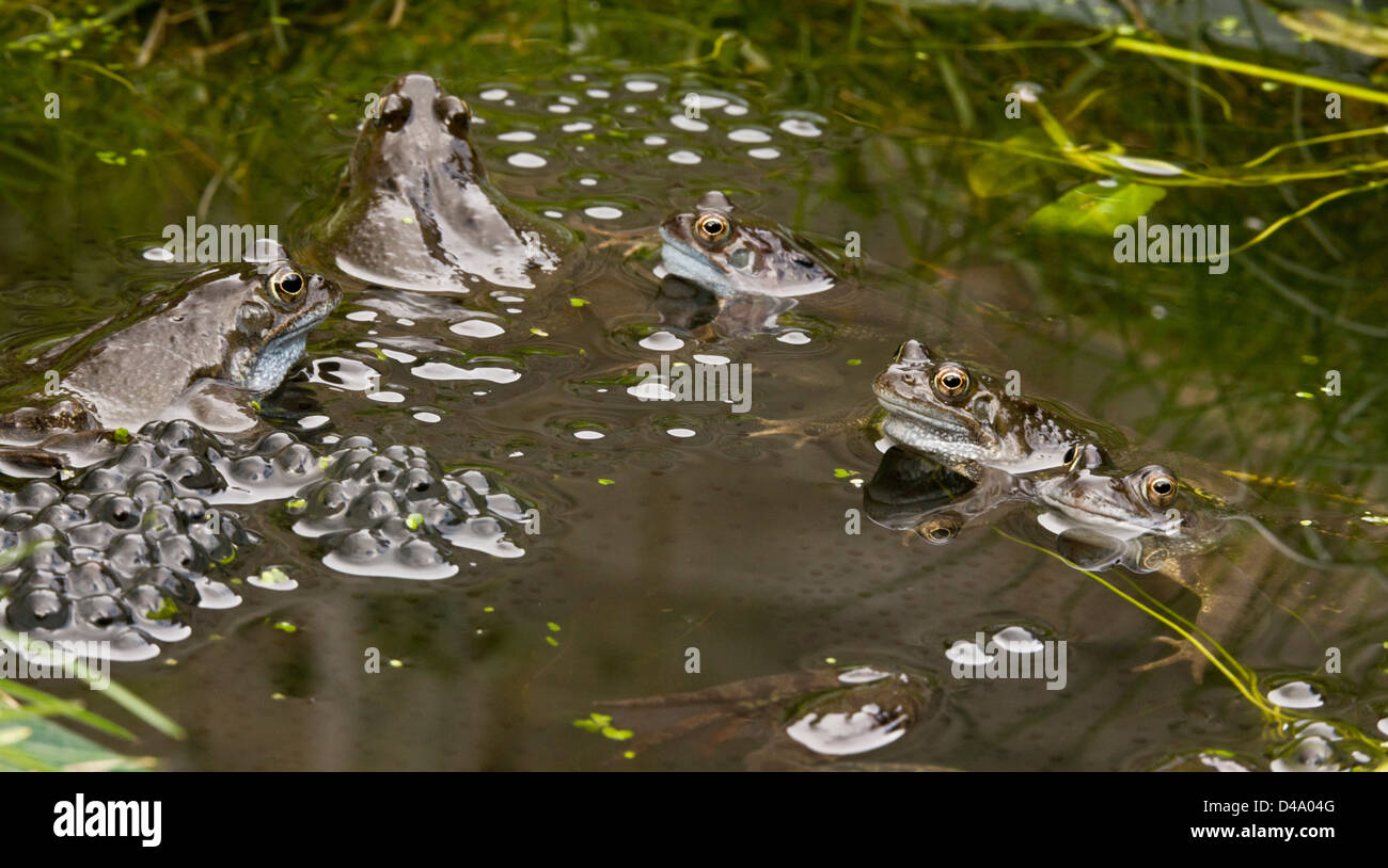 Frogs mating hi-res stock photography and images - Alamy