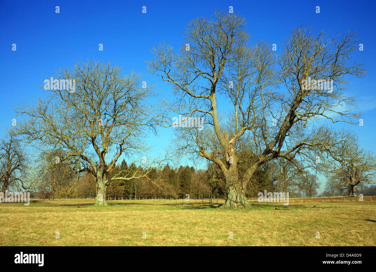 Ash trees in winter at Hotfield, Ashford, Kent, United Kingdom Stock ...