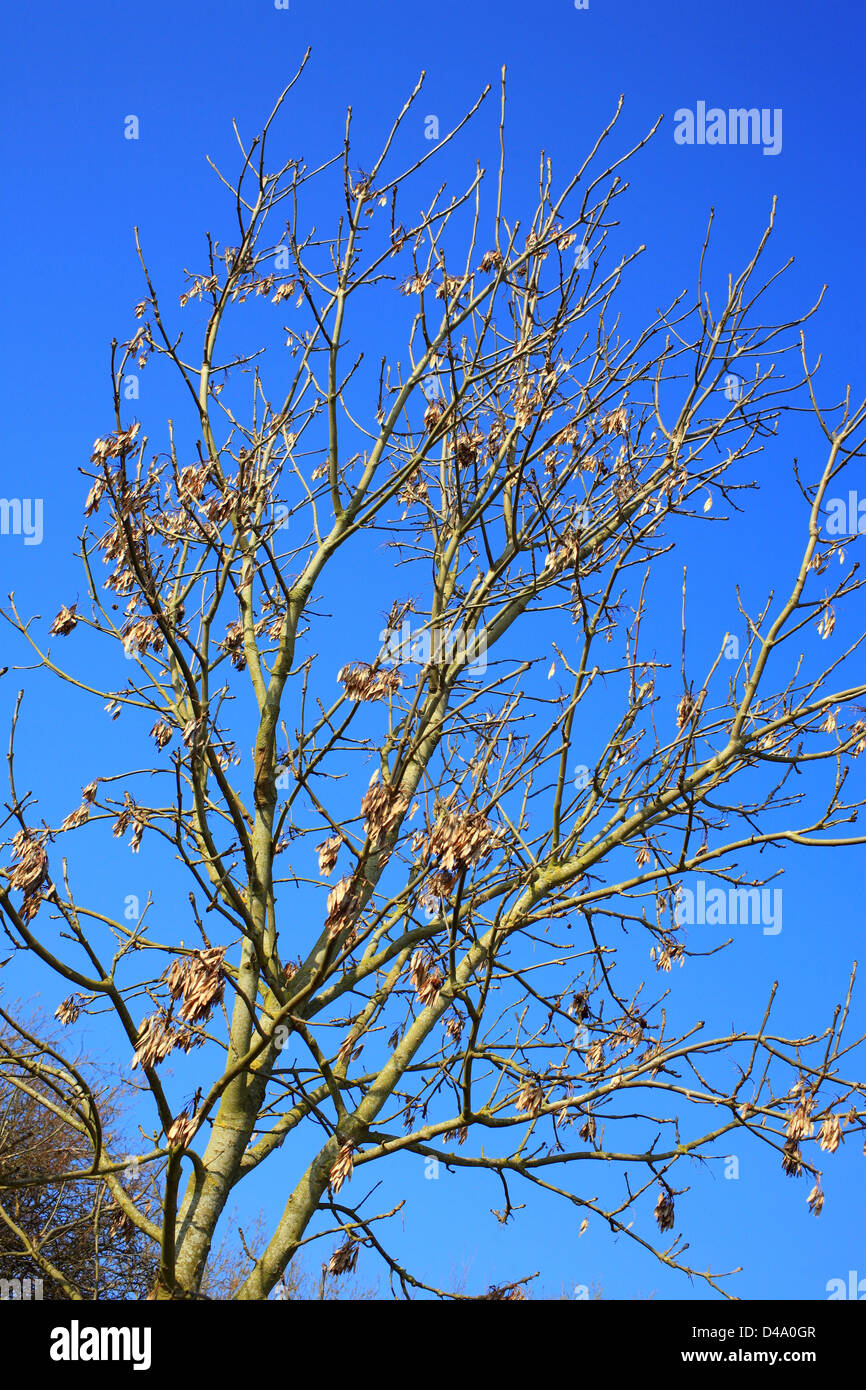 Ash tree keys hi-res stock photography and images - Alamy