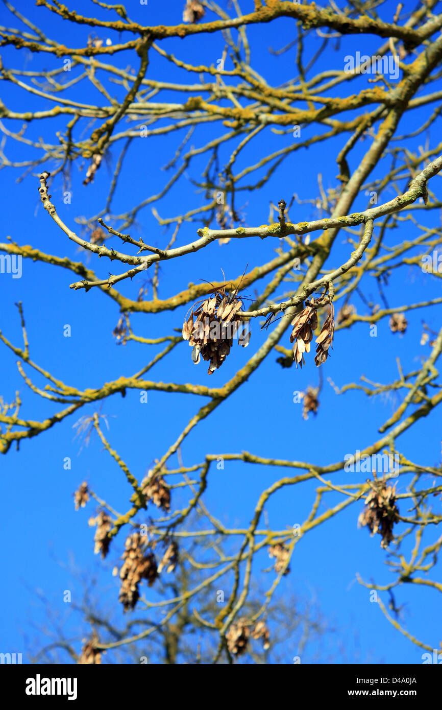 Ash keys hi-res stock photography and images - Alamy