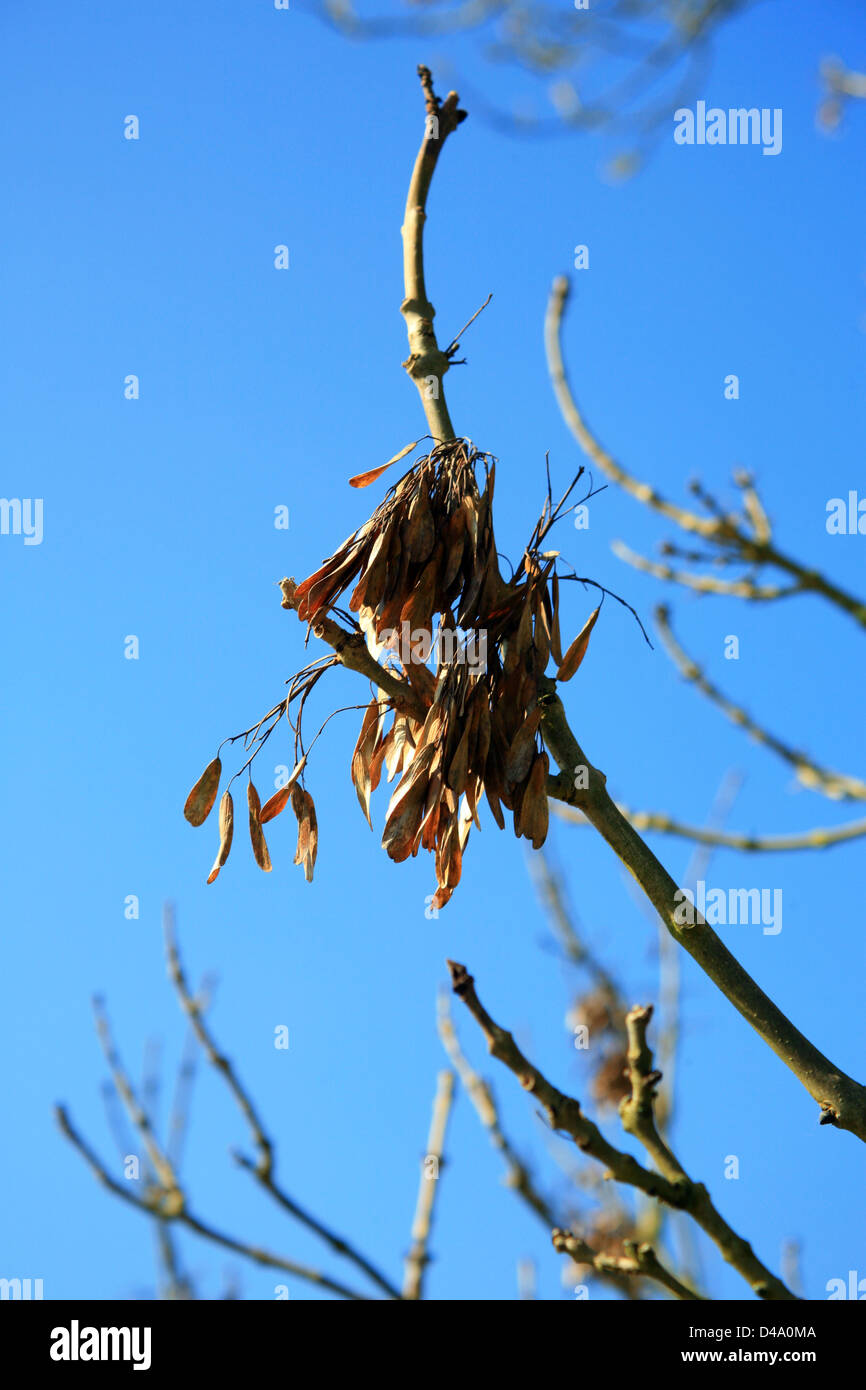 Ash tree keys hi-res stock photography and images - Alamy