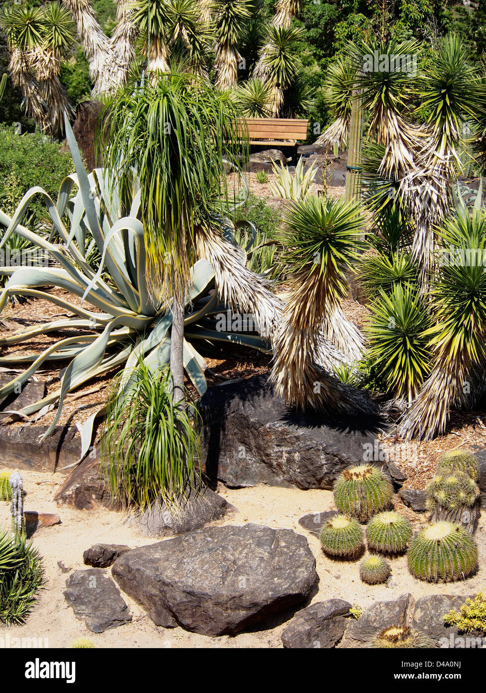 MOUNT COOT-THA BOTANICAL GARDENS BRISBANE QUEENSLAND AUSTRALIA Stock ...