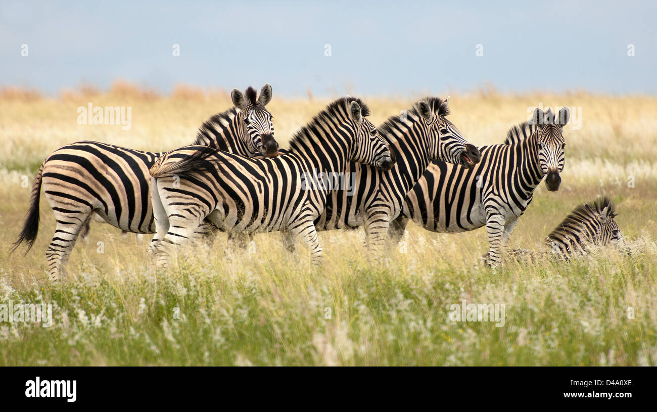 Zebra on the plains in South Africa Stock Photo - Alamy