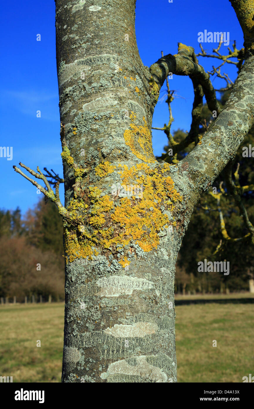 lichen on trunk of ash tree, hotfield, ashford, kent, united kingdom ...
