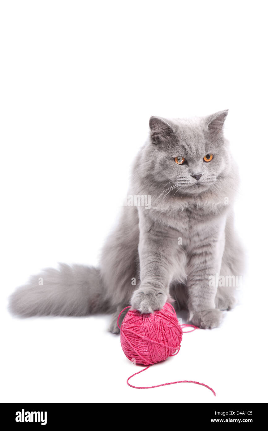 british kitten playing with pink clew isolated Stock Photo - Alamy