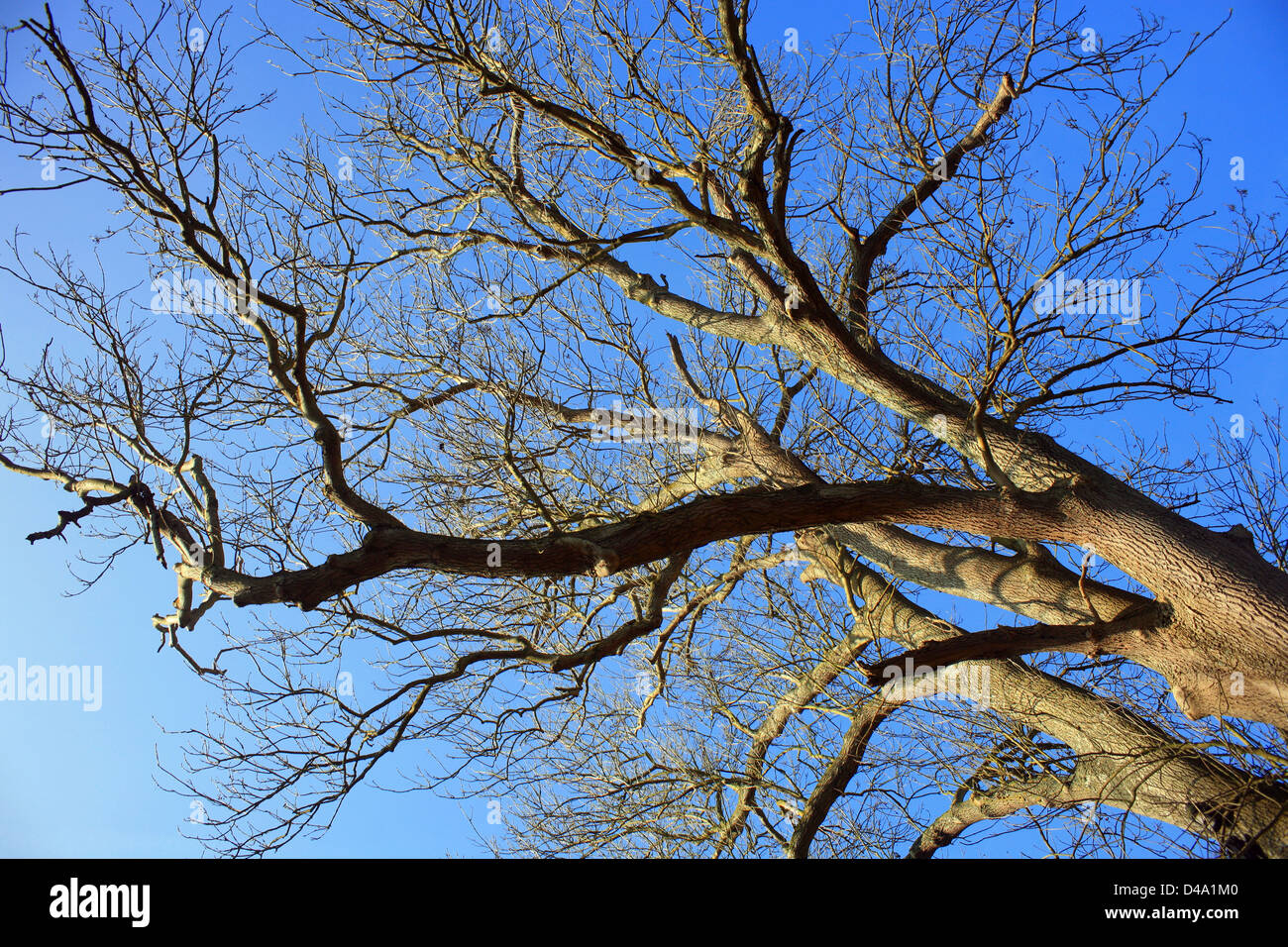Ash trees hi-res stock photography and images - Alamy