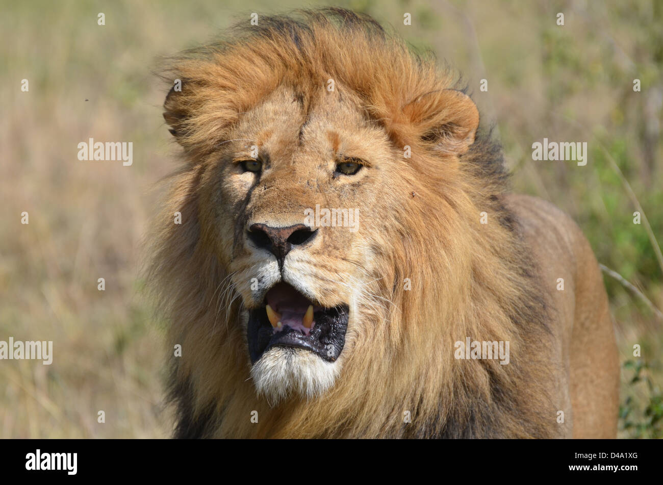 Male lion gazes distance in hi-res stock photography and images - Alamy