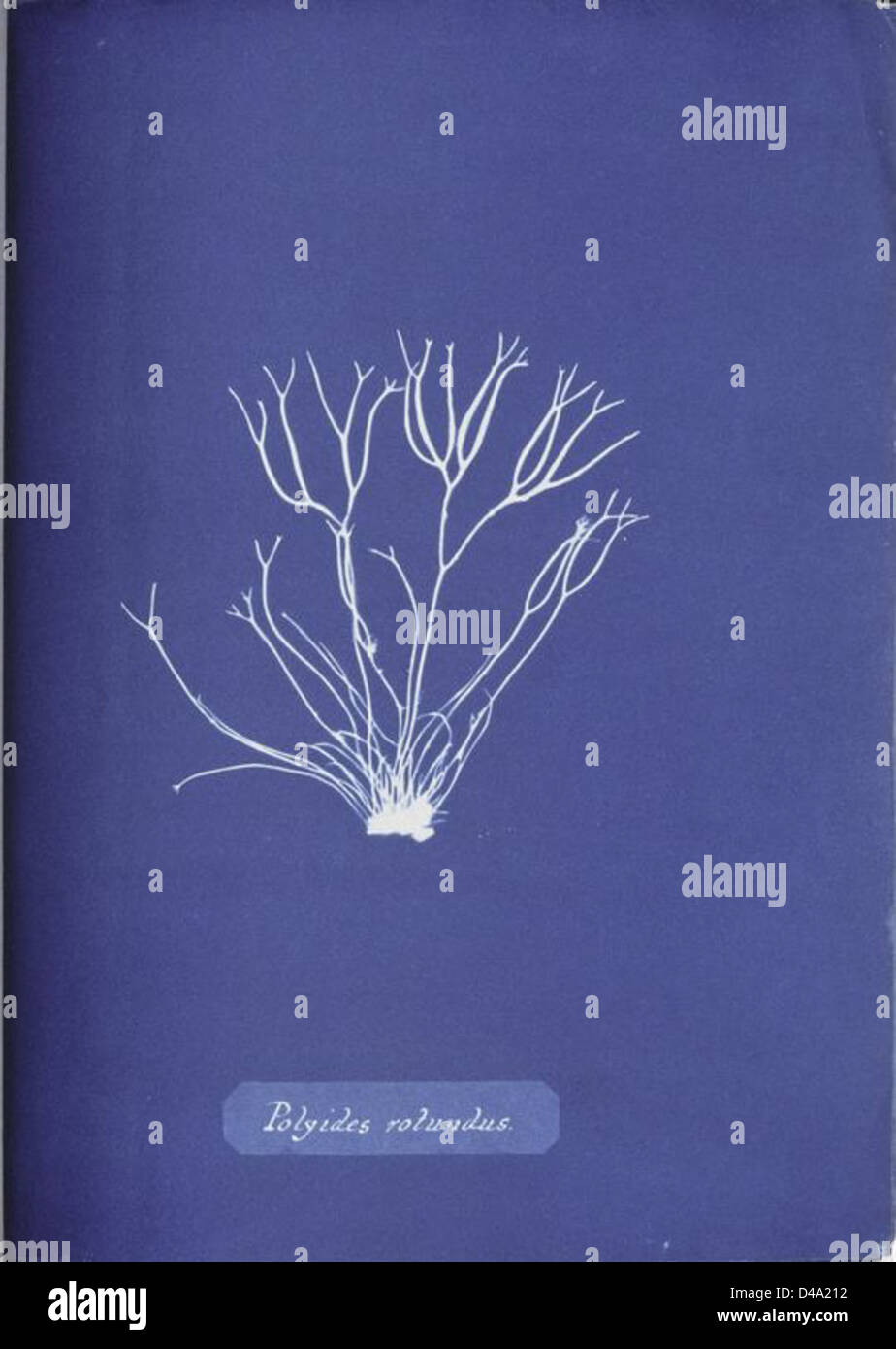 Polyides rotundus hi-res stock photography and images - Alamy