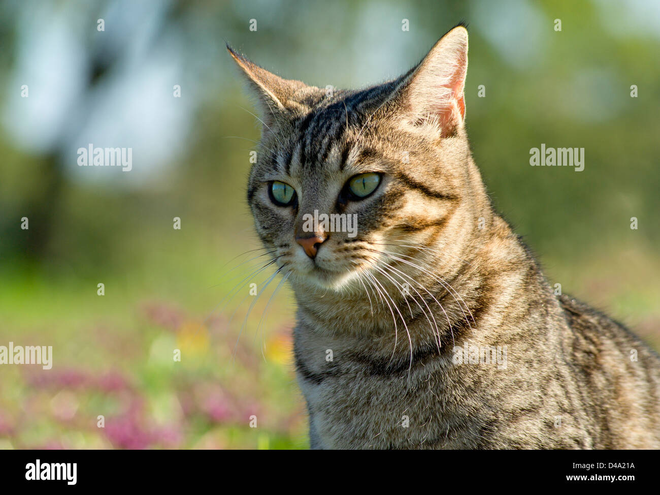 portrait of a young tabby cat outdoors Stock Photo - Alamy