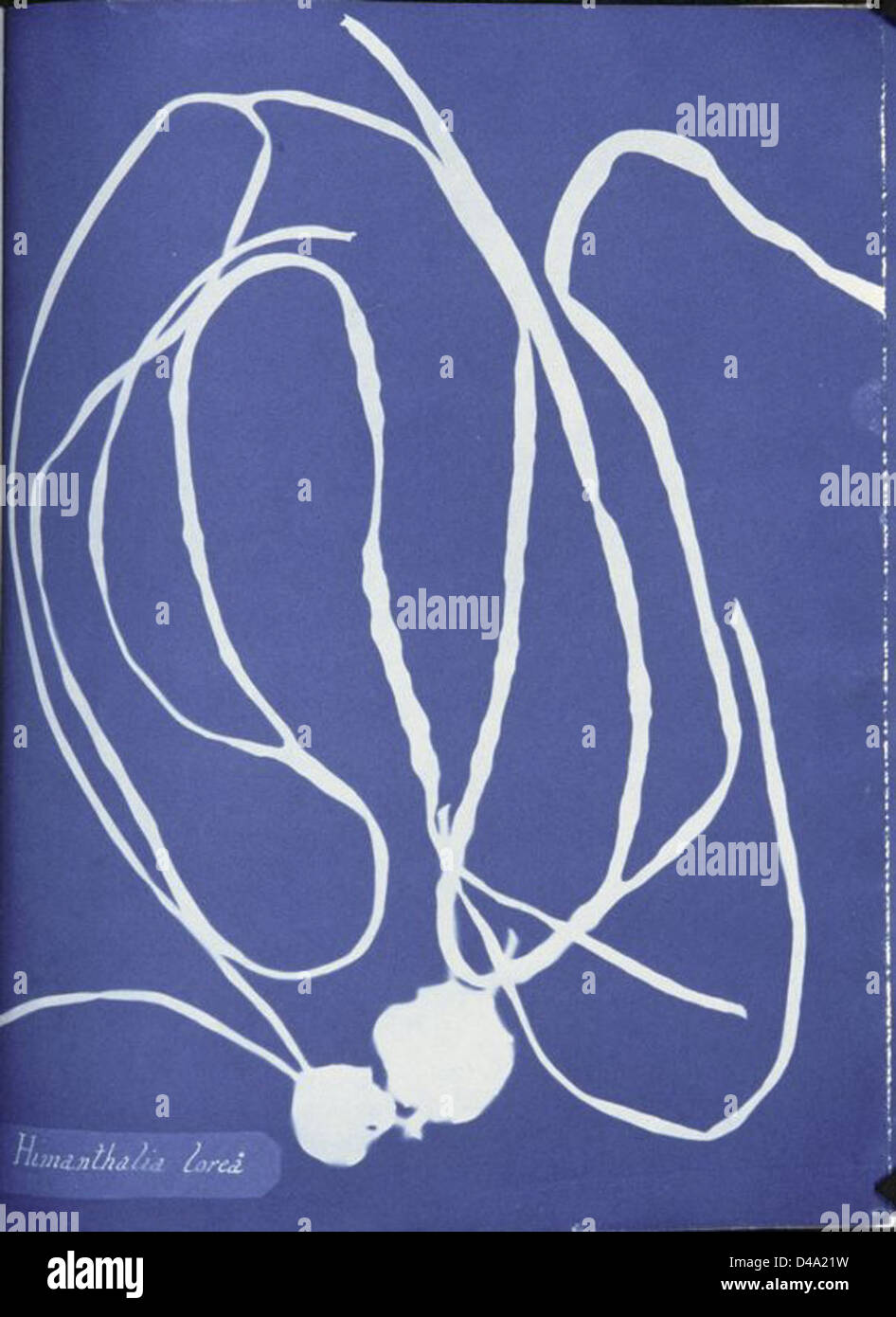 Anna atkins cyanotypes hi-res stock photography and images - Alamy