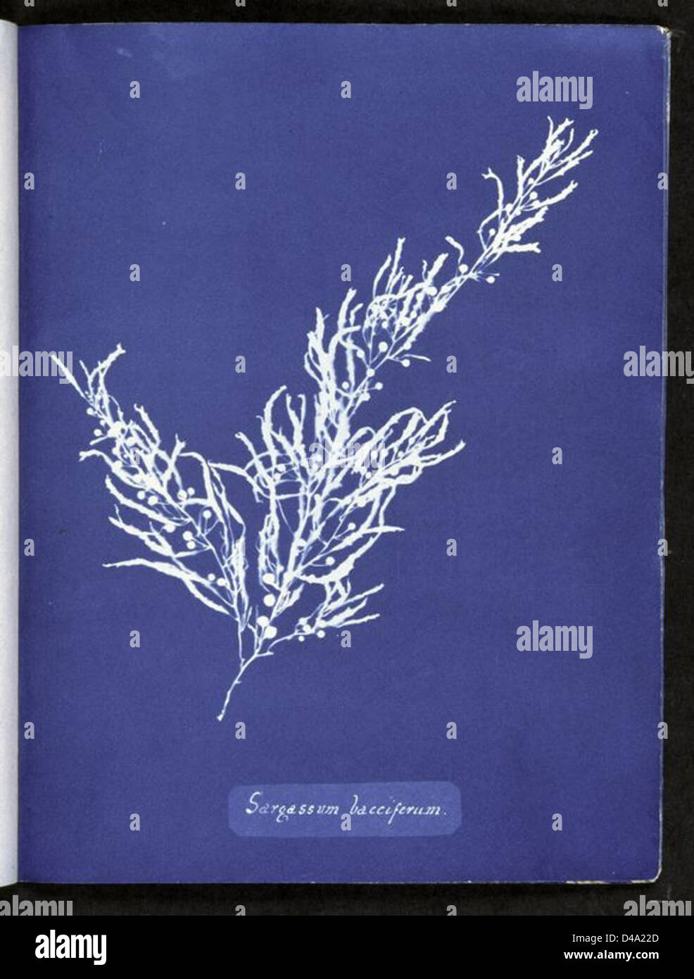 Vintage cyanotypes hi-res stock photography and images - Alamy