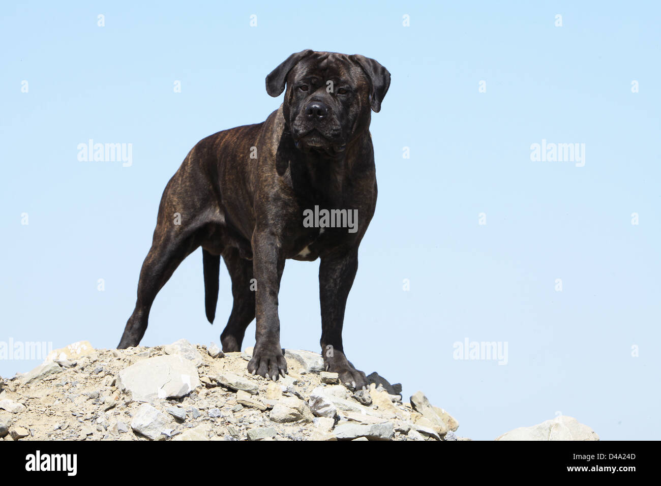 Brindle english mastiff hi-res stock photography and images - Alamy