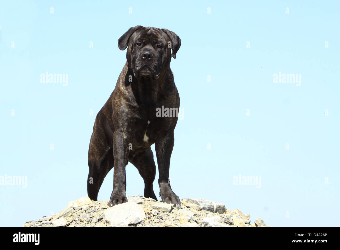 Brindle english mastiff hi-res stock photography and images - Alamy