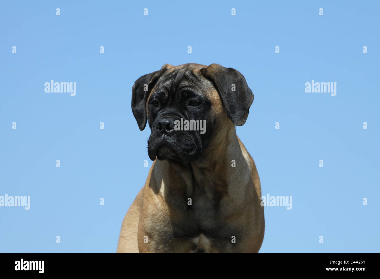Dog Bullmastiff / puppy portrait Stock Photo - Alamy