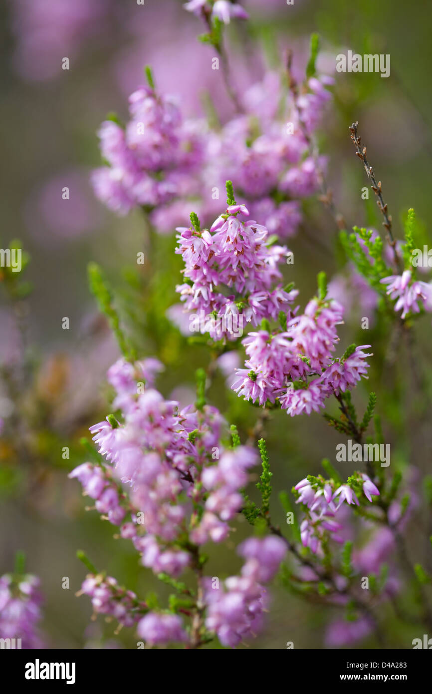 Heather field hi-res stock photography and images - Alamy