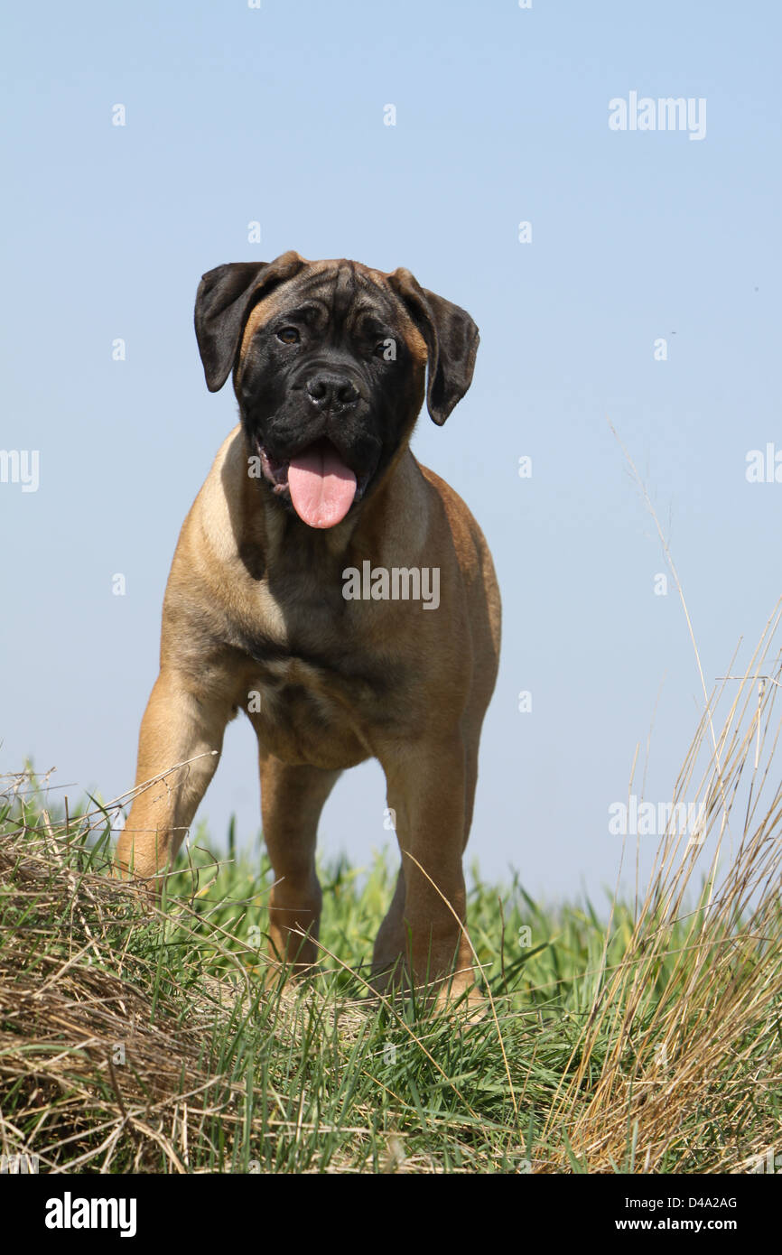 Cute baby bull dog hi-res stock photography and images - Alamy