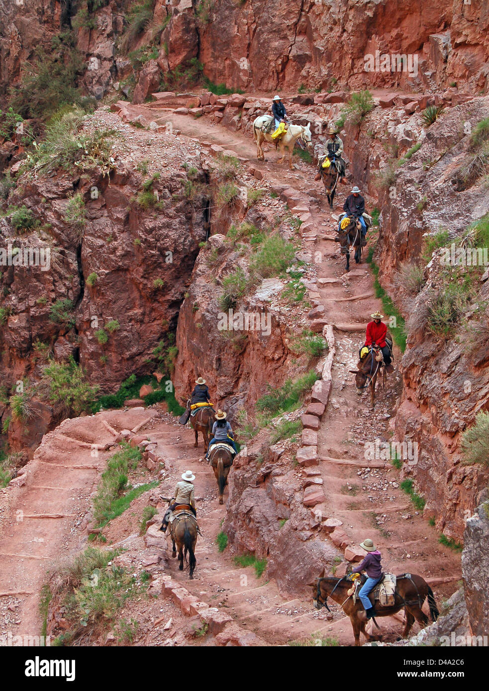 Guided mule riders descending Jacob's Ladder on the Bright Angel trail ...
