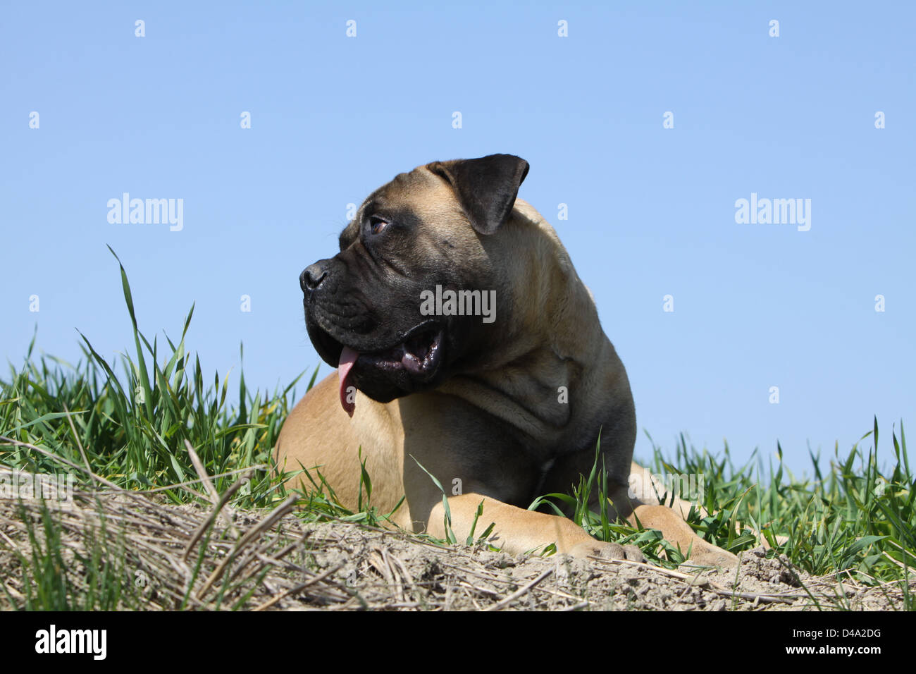 Bull dog back view hi-res stock photography and images - Alamy