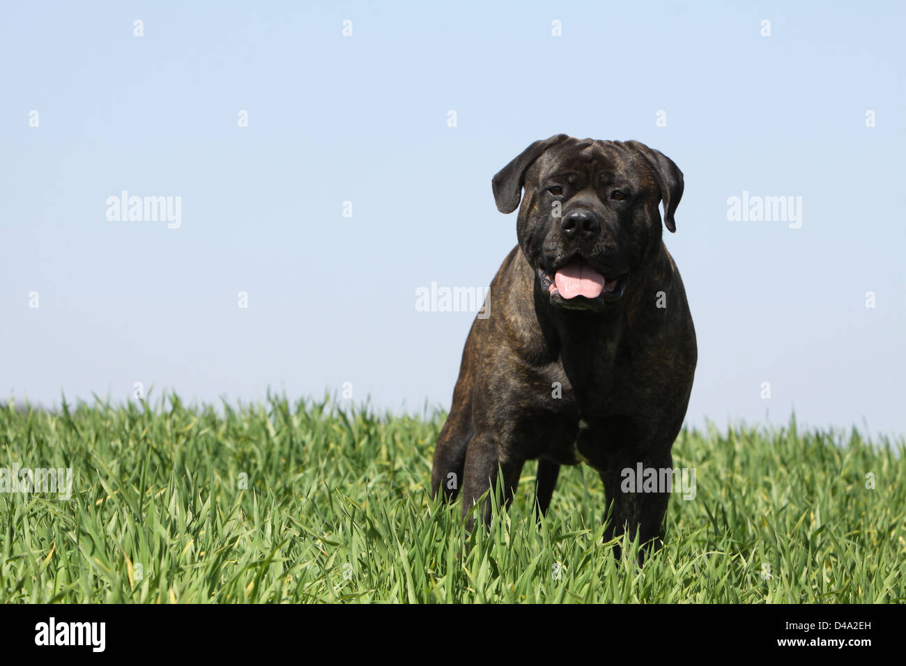 Brindle english mastiff hi-res stock photography and images - Alamy
