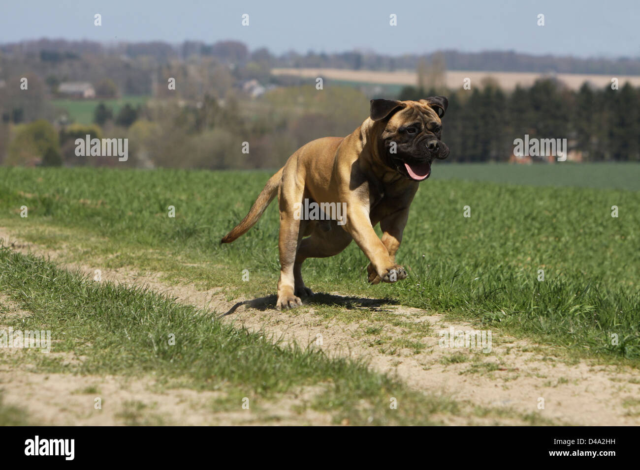 Dog Bullmastiff / adult running in a path Stock Photo - Alamy