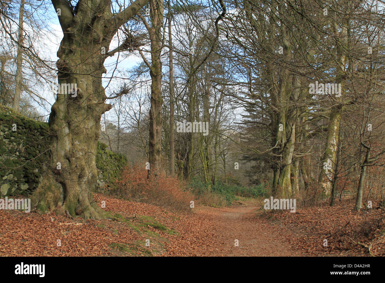 English woodland in winter hi-res stock photography and images - Alamy