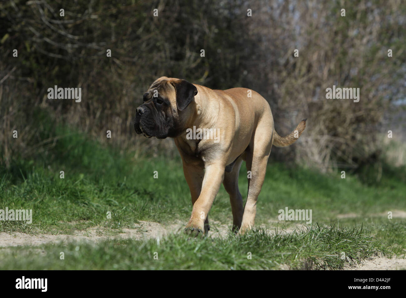Walking bullmastiff hi-res stock photography and images - Alamy