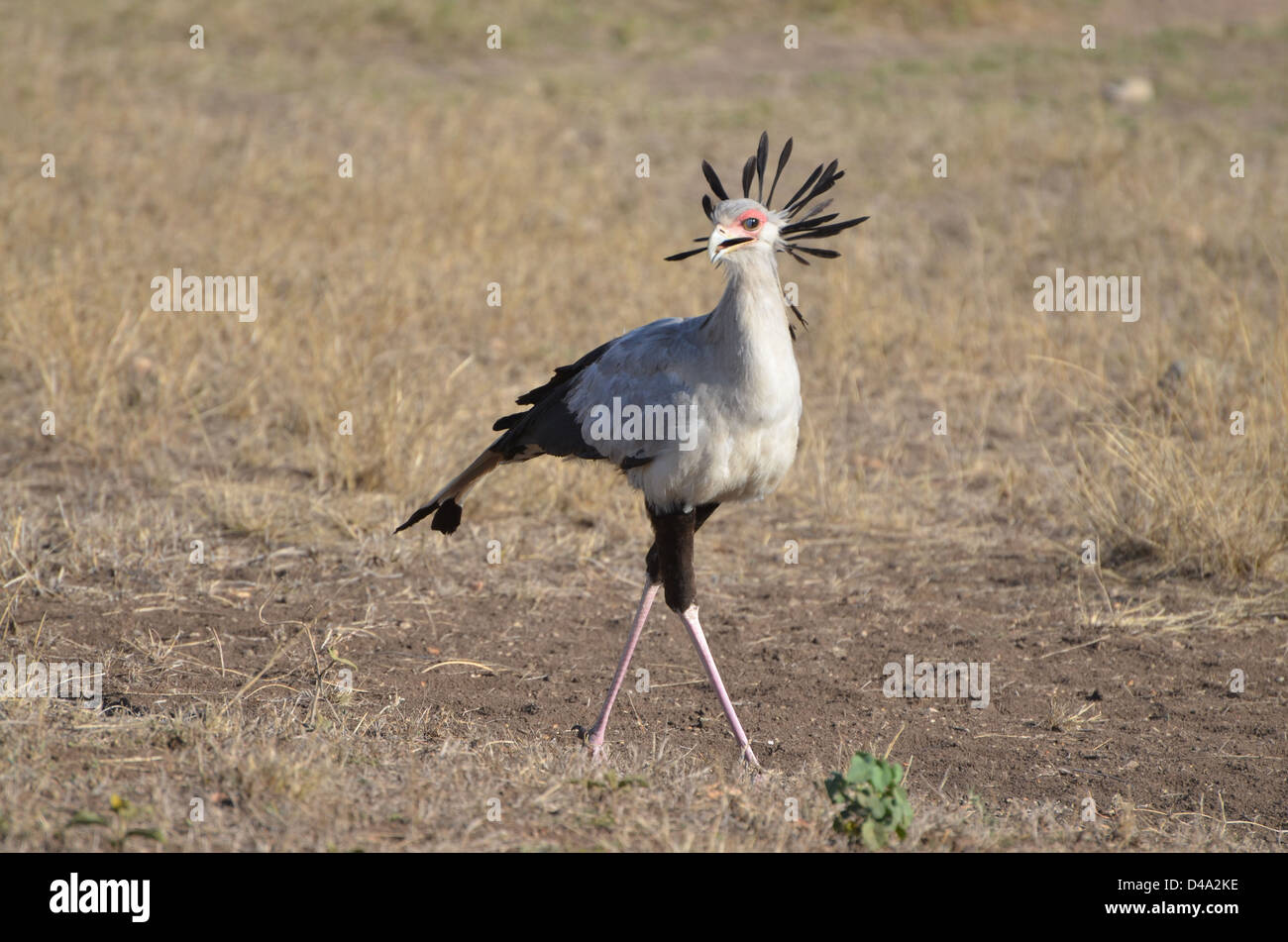 African plains birds hi-res stock photography and images - Alamy