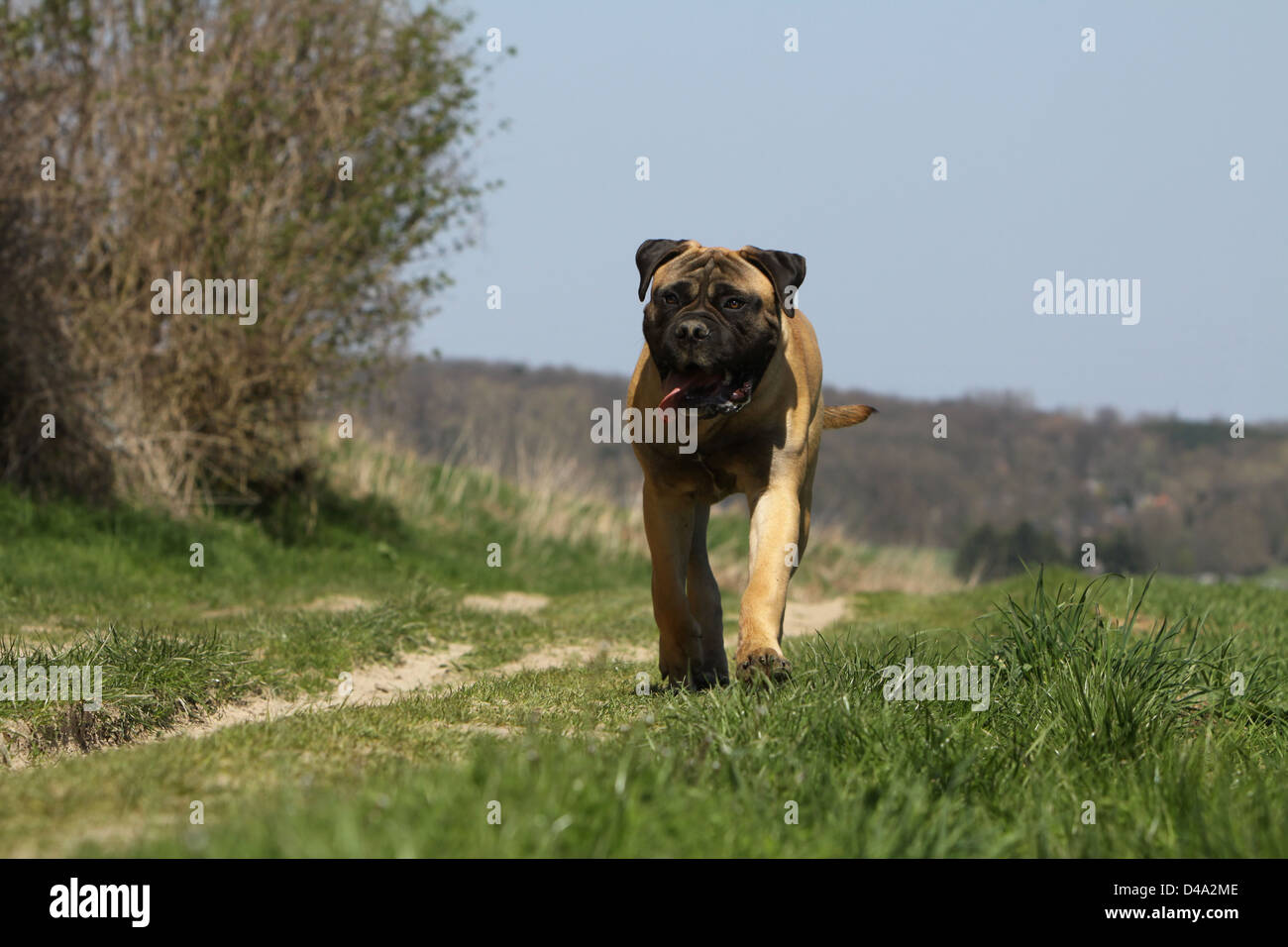 Dog Bullmastiff / adult walking in a path Stock Photo - Alamy