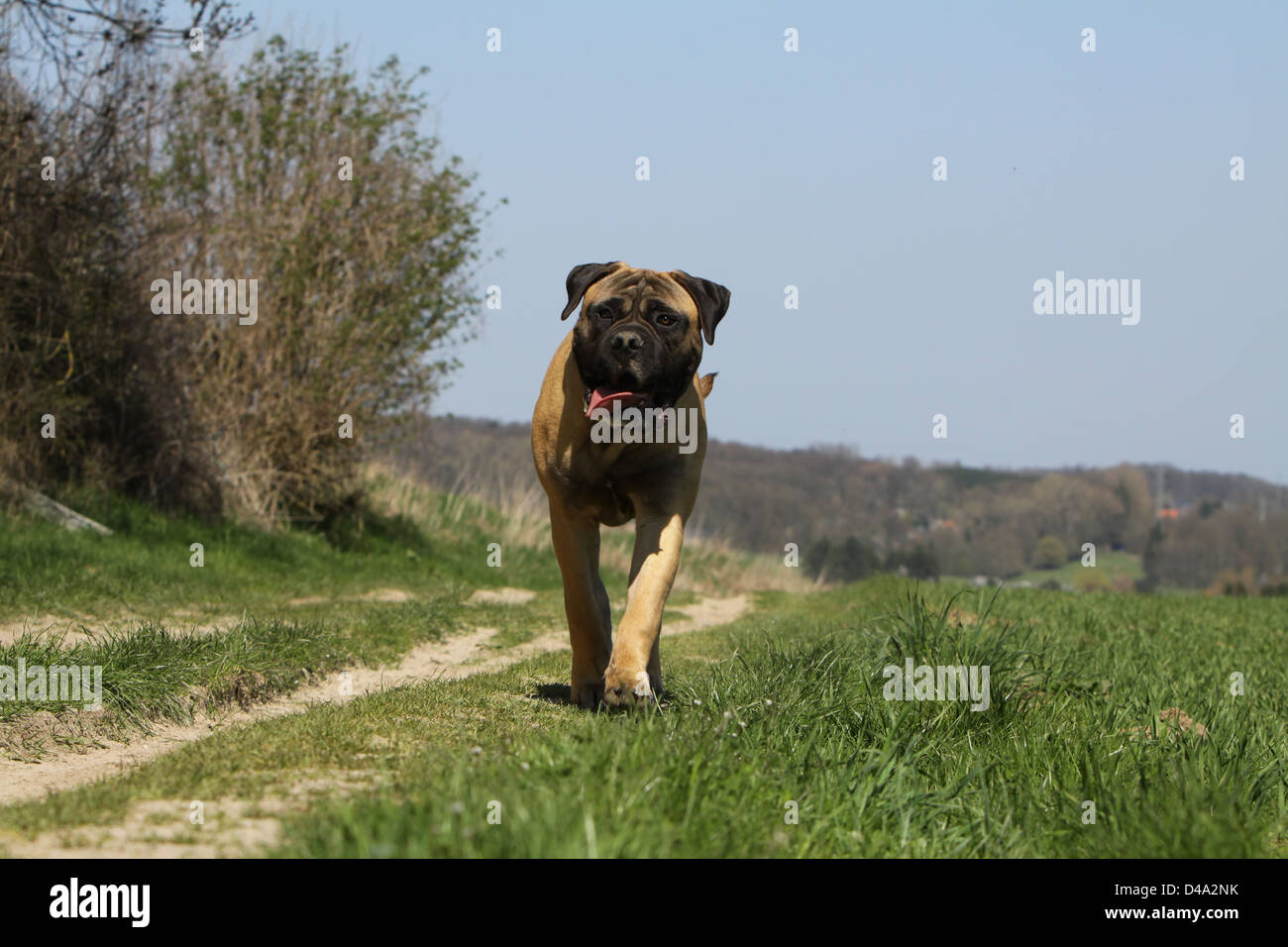 Dog Bullmastiff / adult walking in a path Stock Photo - Alamy