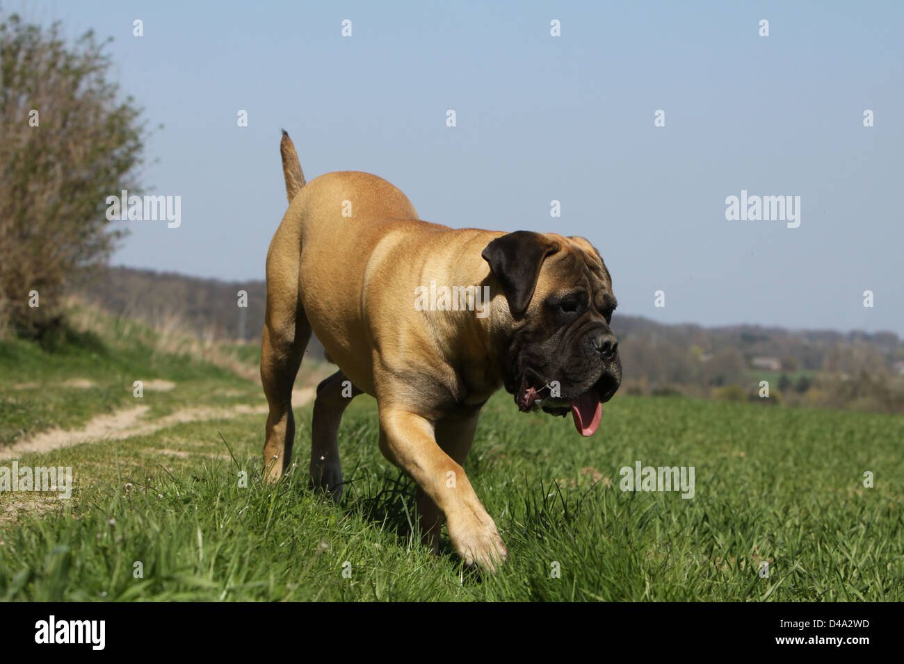 Walking bullmastiff hi-res stock photography and images - Alamy