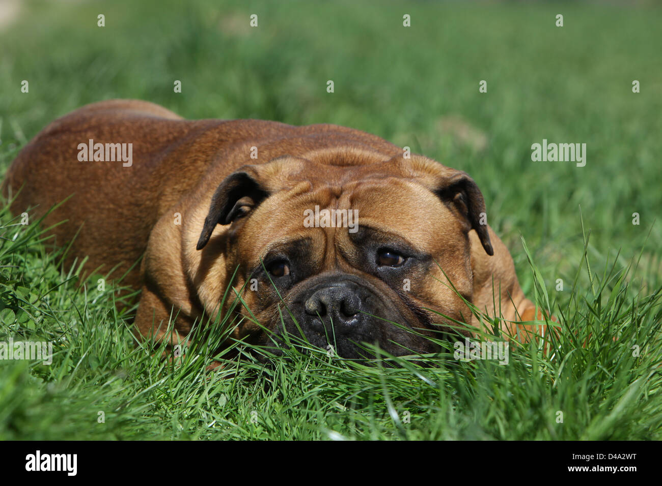 Exhausted bull hi-res stock photography and images - Alamy