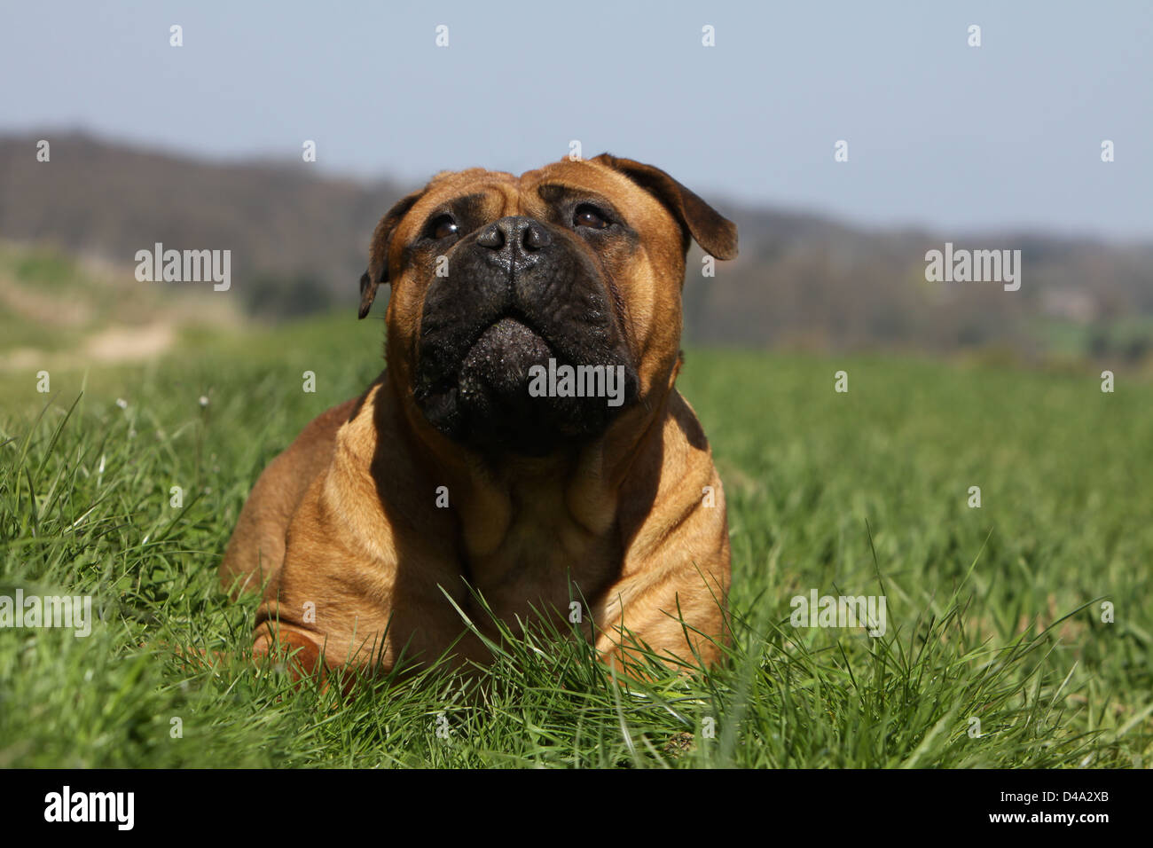 Dog Bullmastiff / adult lying in a meadow Stock Photo - Alamy