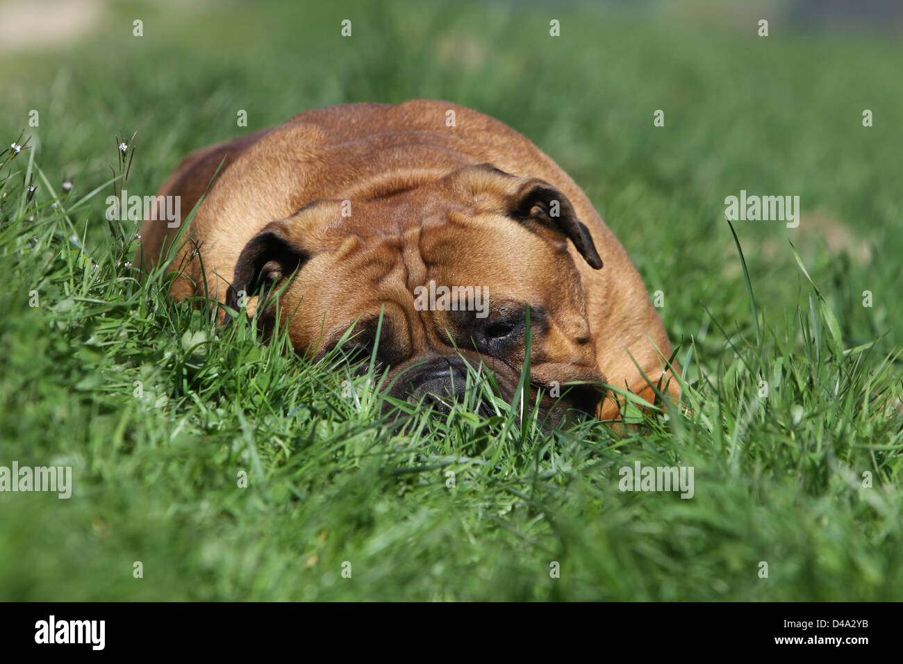 Exhausted bull hi-res stock photography and images - Alamy