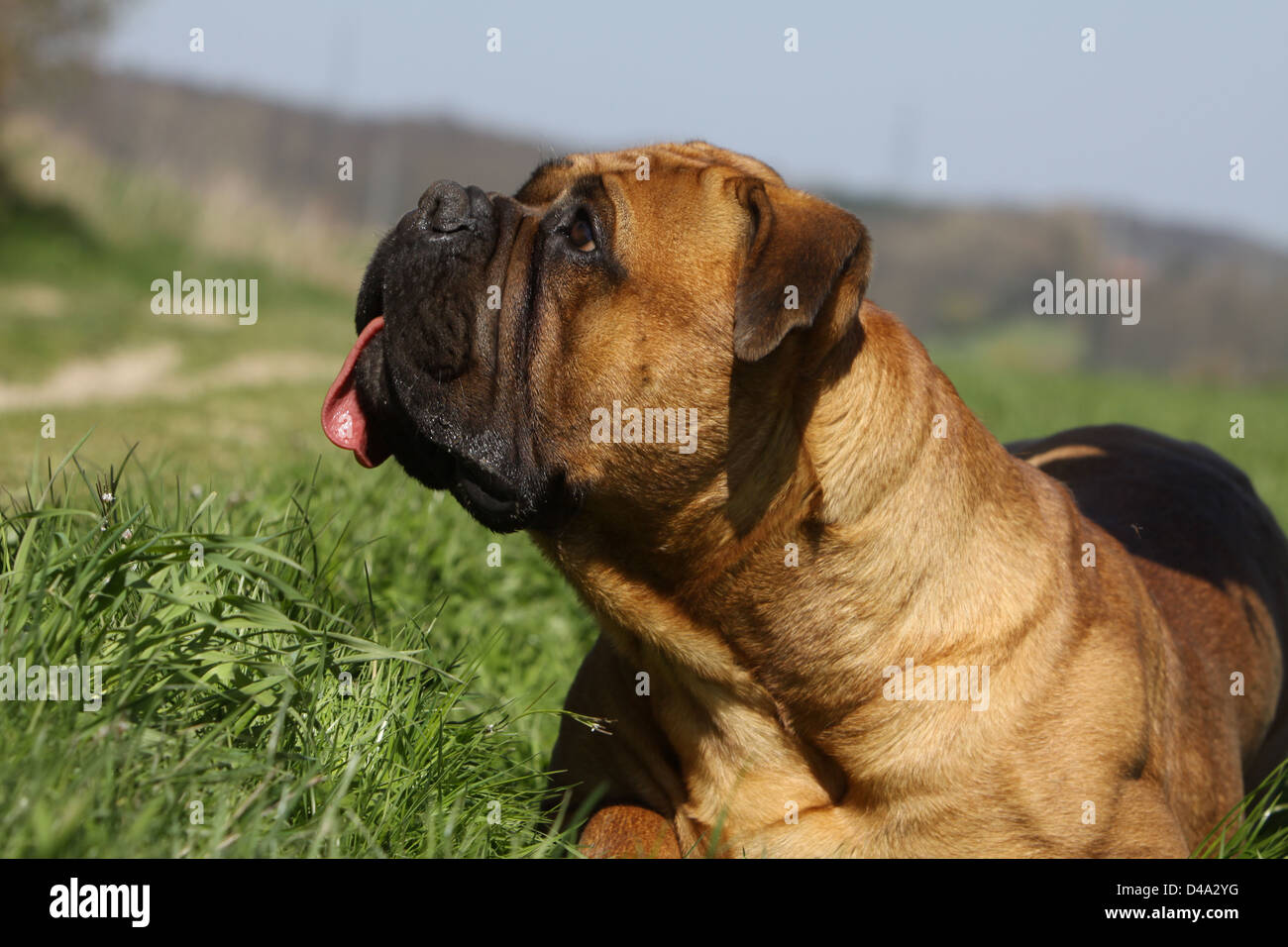 Bullmastiff profile hi-res stock photography and images - Alamy